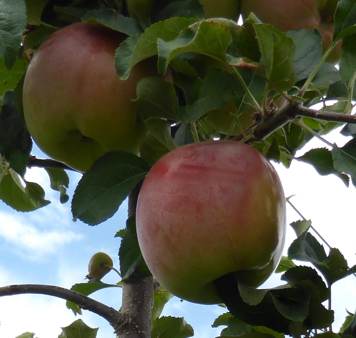 Apple Varieties | BC Tree Fruit Production Guide