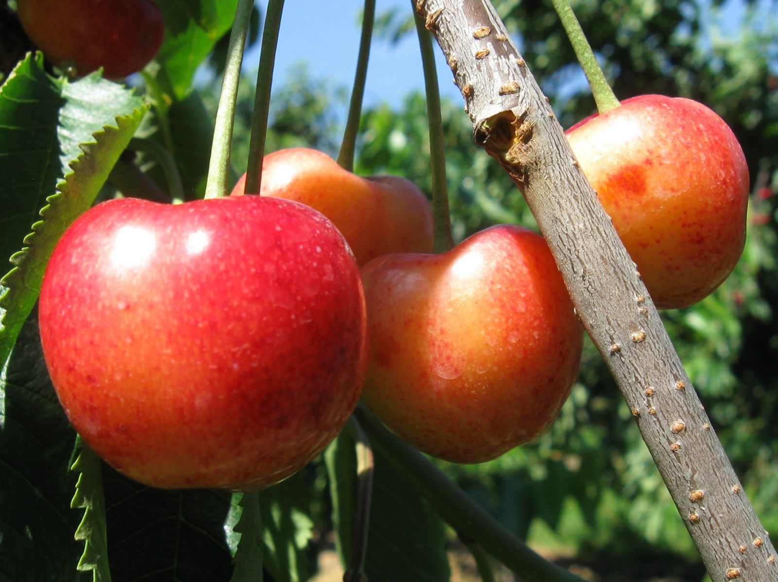 Cherry Varieties | BC Tree Fruit Production Guide