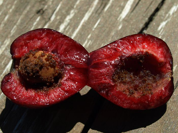 Pests | BC Tree Fruit Production Guide